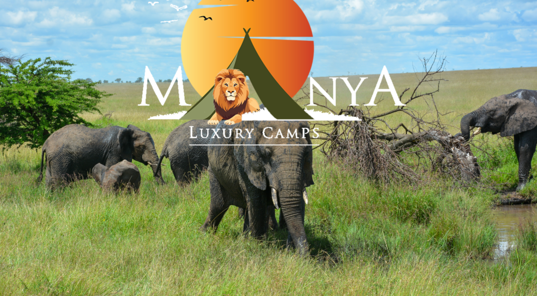 African Wildlife Safari: Into the Wild of Africa’s Most Iconic ...